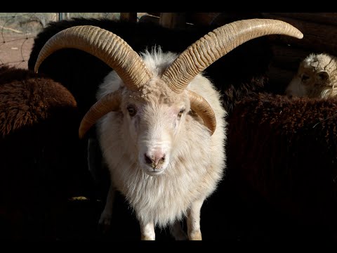 A GIFT FROM TALKING GOD (The Navajo Sacred Sheep) - YouTube