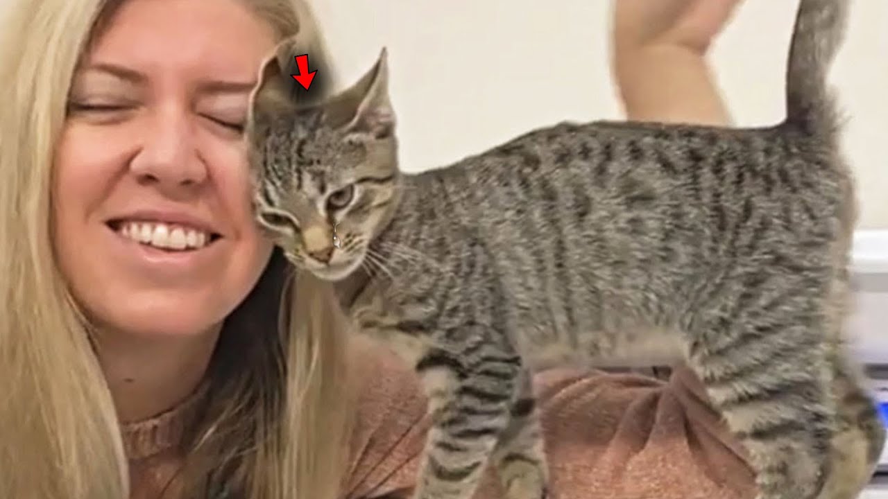 A Homeless Kitten Can't Stop Cuddling the Girl Who Rescued and Adopted ...