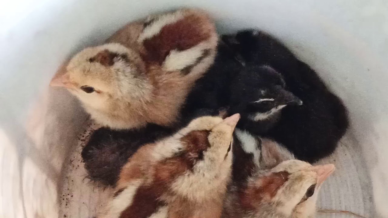 Moving New Group Chicken At The Cage - YouTube