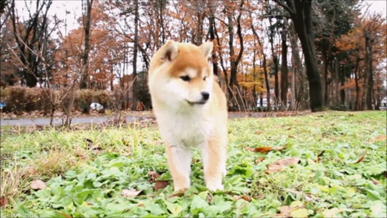 Shiba Inu Compilation - YouTube