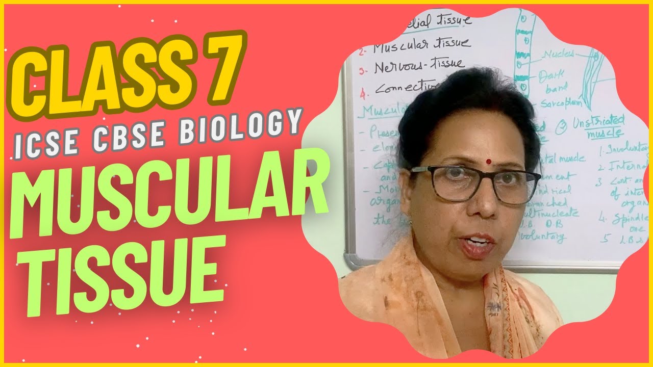 Muscular Tissue - ANIMAL TISSUE || ICSE || Biology || Class 7 - YouTube