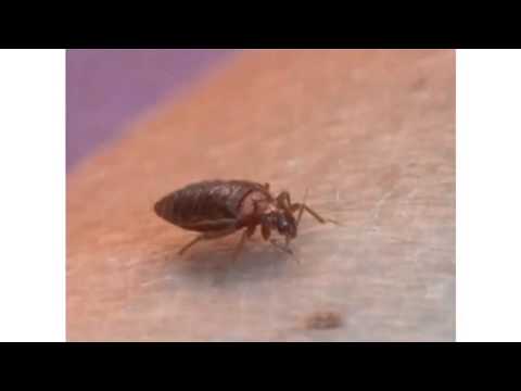 NAA Education Conference: Bed Bugs 101 - YouTube