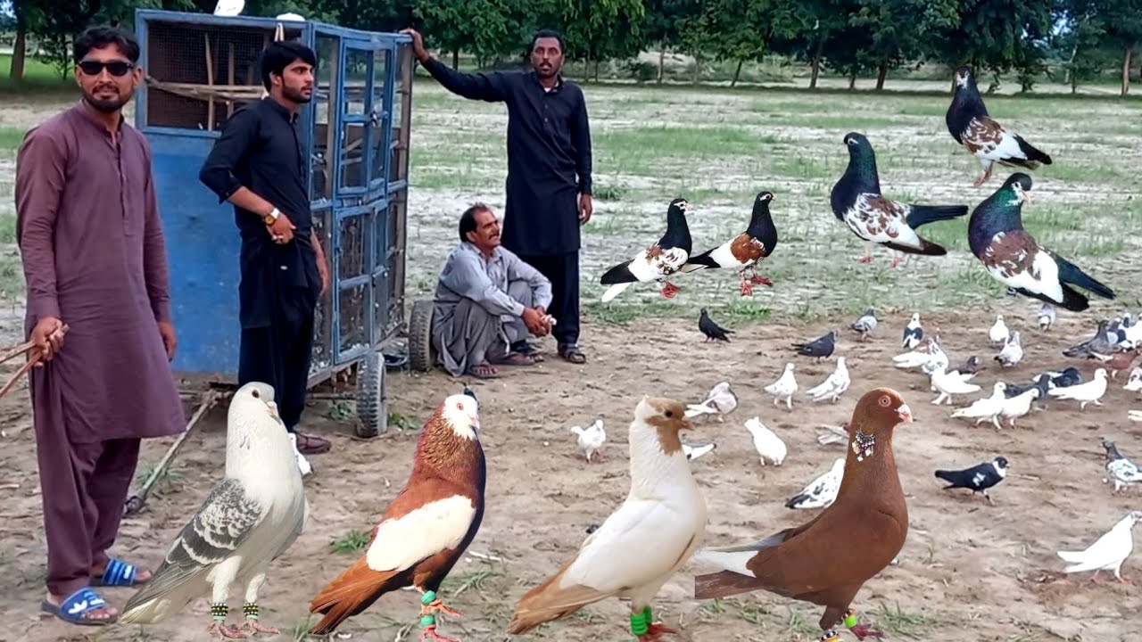 Panjab Kabootar bazi in Pakistan | Fighter Pigeon - YouTube