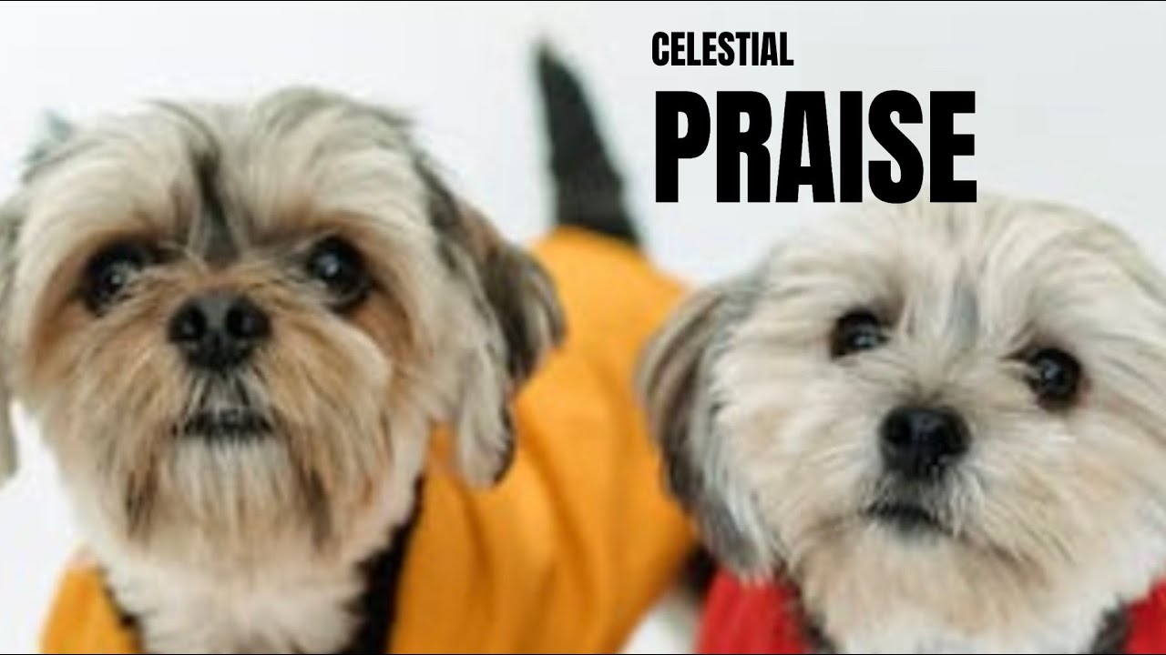 Animal's GRATITUDE #inspiration #gratitude - YouTube