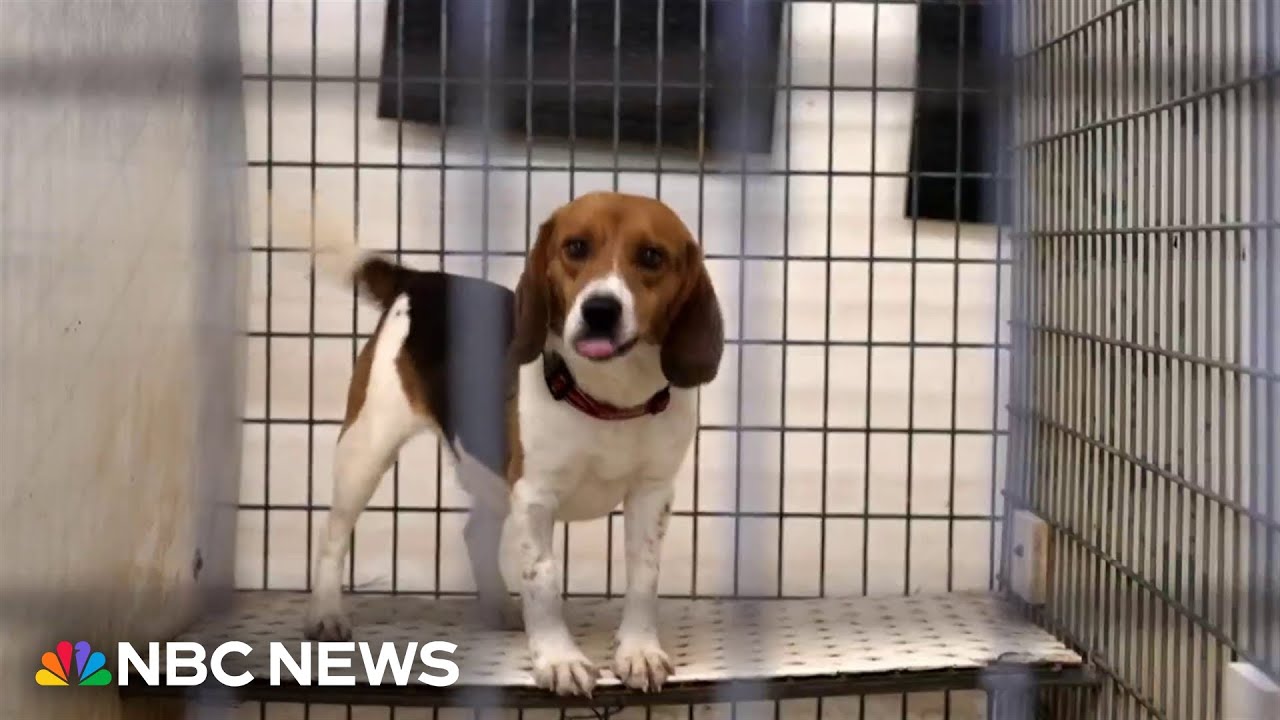 Former animal testing lab becomes sanctuary for rescued animals - YouTube