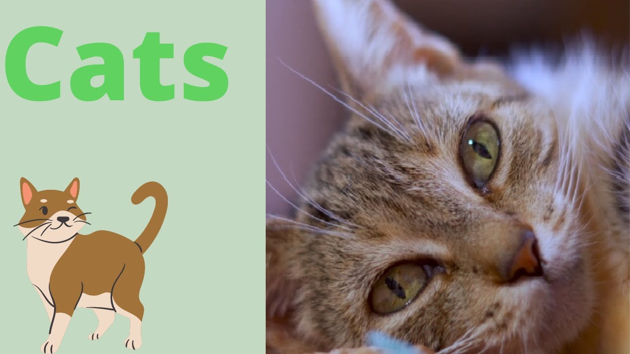 Many cute and cheerful cats. - YouTube