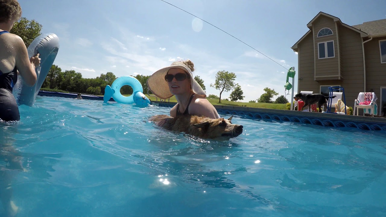 Cheese swimming - YouTube