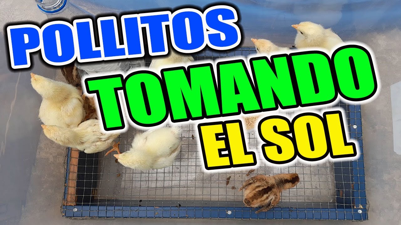 Sacando A Mis Pollitos A Tomar El Sol - YouTube