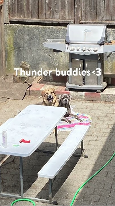 Thunder buddies! #dog #canecorso #germanshepherd #movie #funny - YouTube