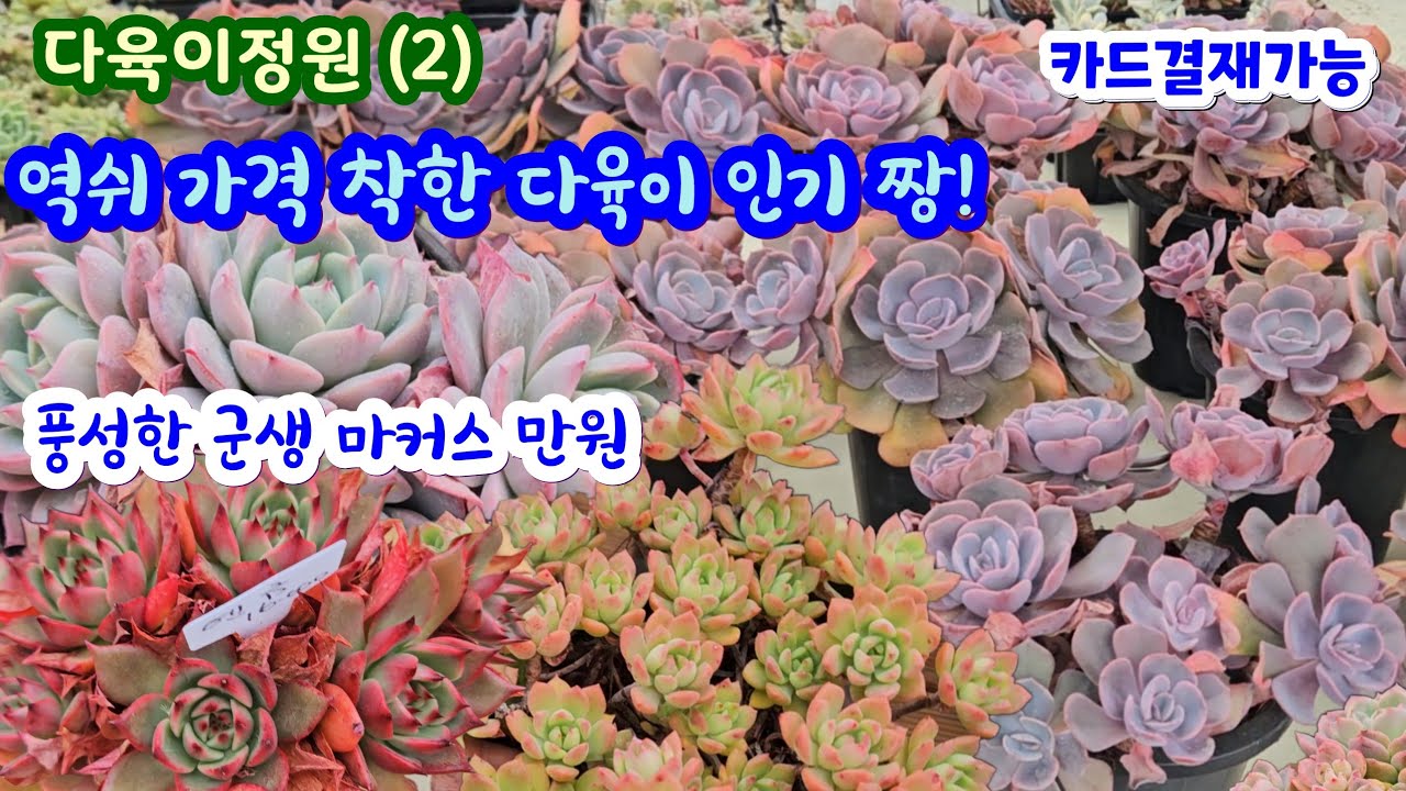 다육이정원 2 역쉬 가격 착하고 예쁜 다육이 And 멋진 수형 대품도 가격은 착하게~ 더스티로즈 마커스 핑클루비 엘샤 Youtube