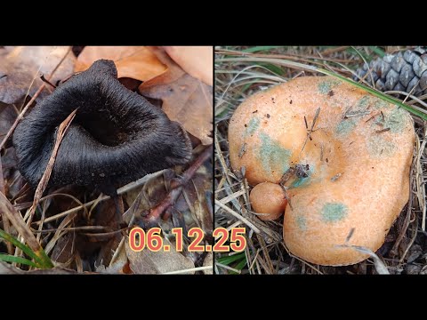 Trakya'da borazan ve kanlıca mantarı avı. Çok güzel mantarlar bulduk. 2025 mantar avı. Çıntar.Melki