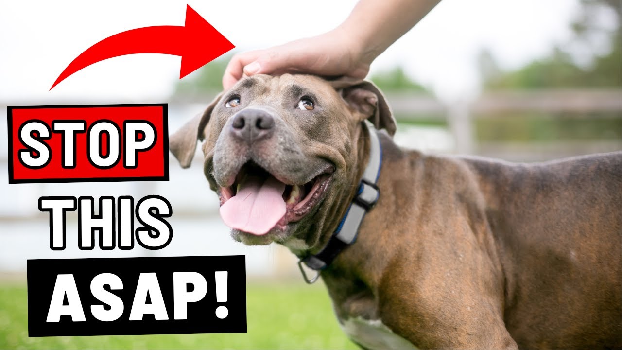 7 Things You Must Stop Doing to Your Dog ASAP - YouTube