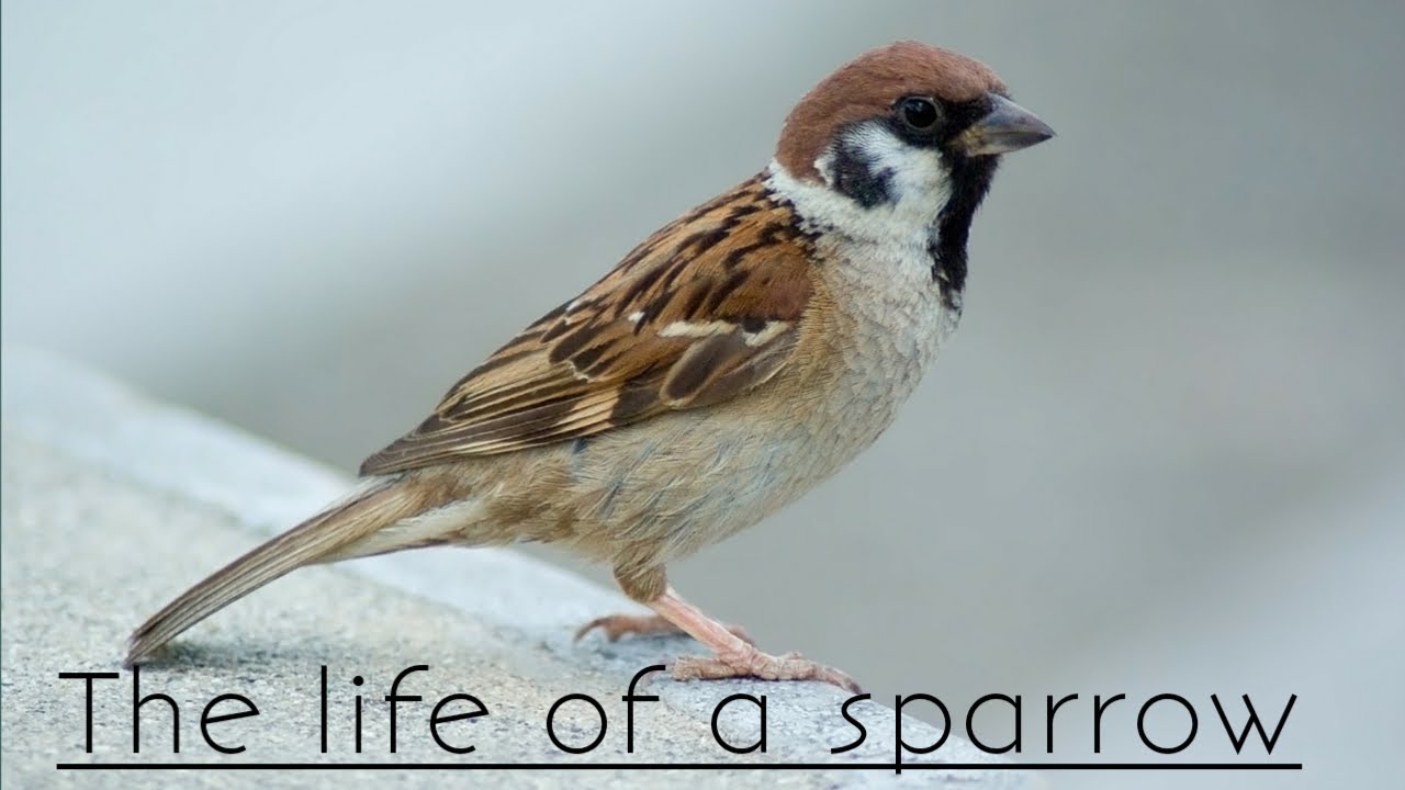 The life of a sparrow || Save sparrow. - YouTube