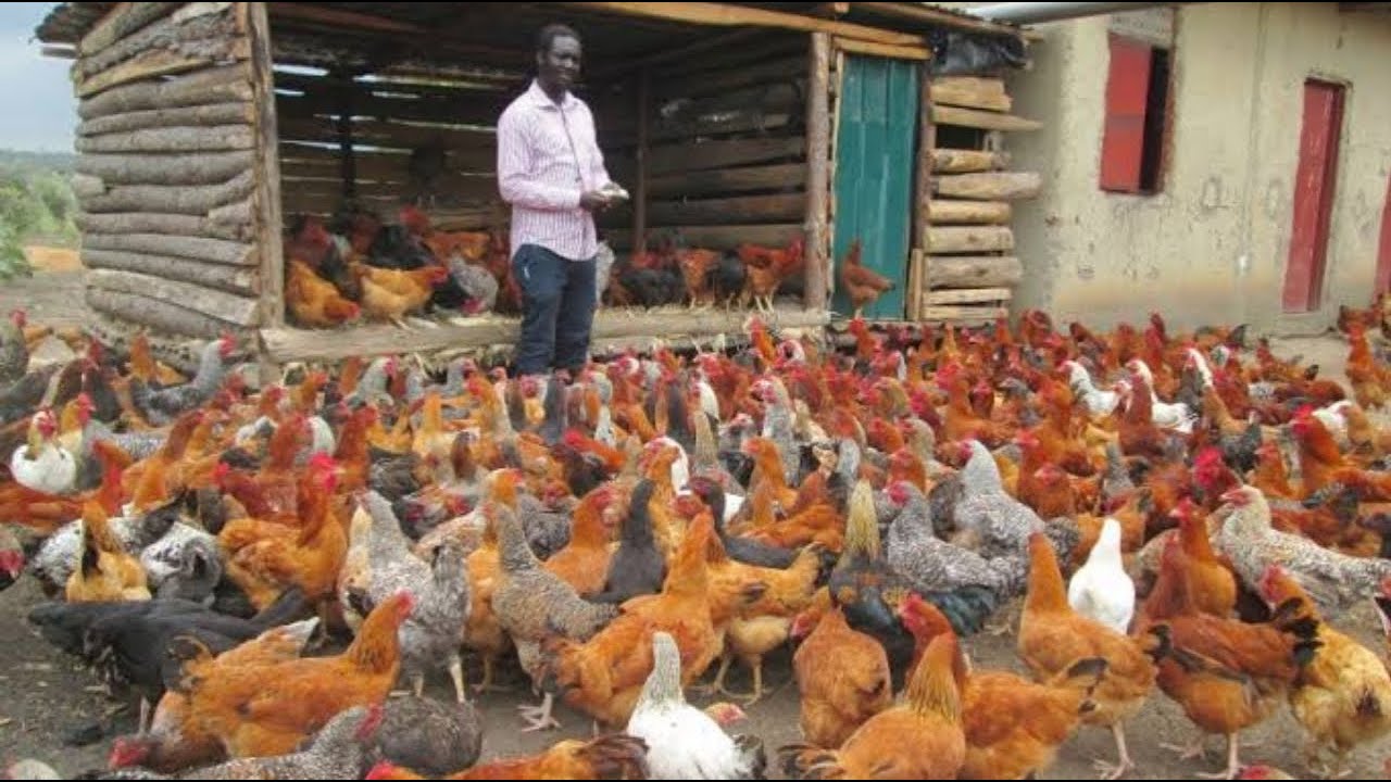 Secrets of Starting a Successful Chicken farm | 3 Biggest mistakes ...