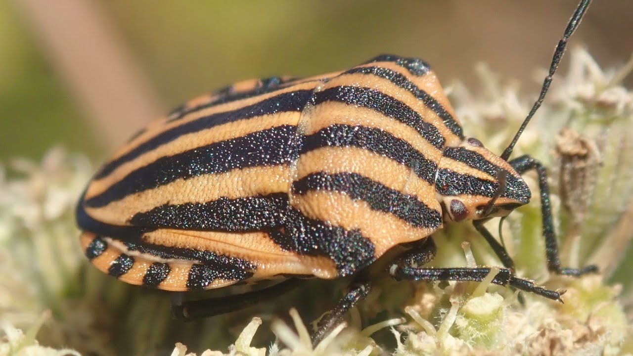 Graphosoma lineatum - YouTube