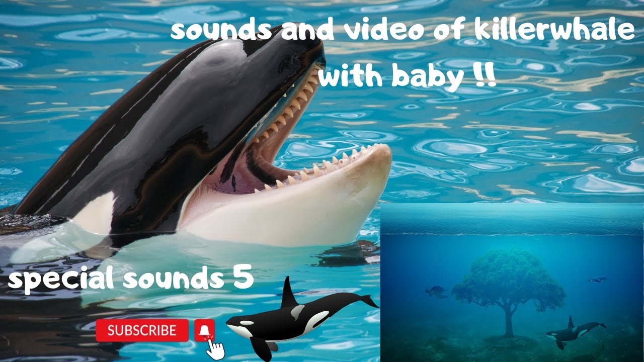 The Advanced Guide To Killer Whale,orca ,orcas, Orca Sounds Baby Orca ...