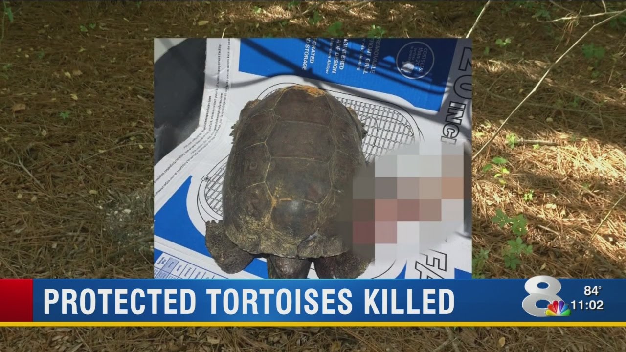 Protected tortoises killed - YouTube