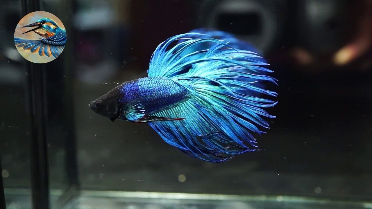 FIGHTER FISH || CROWN TAIL FIGHTER || KING OF FIGHTER FAMILY || MALE ...