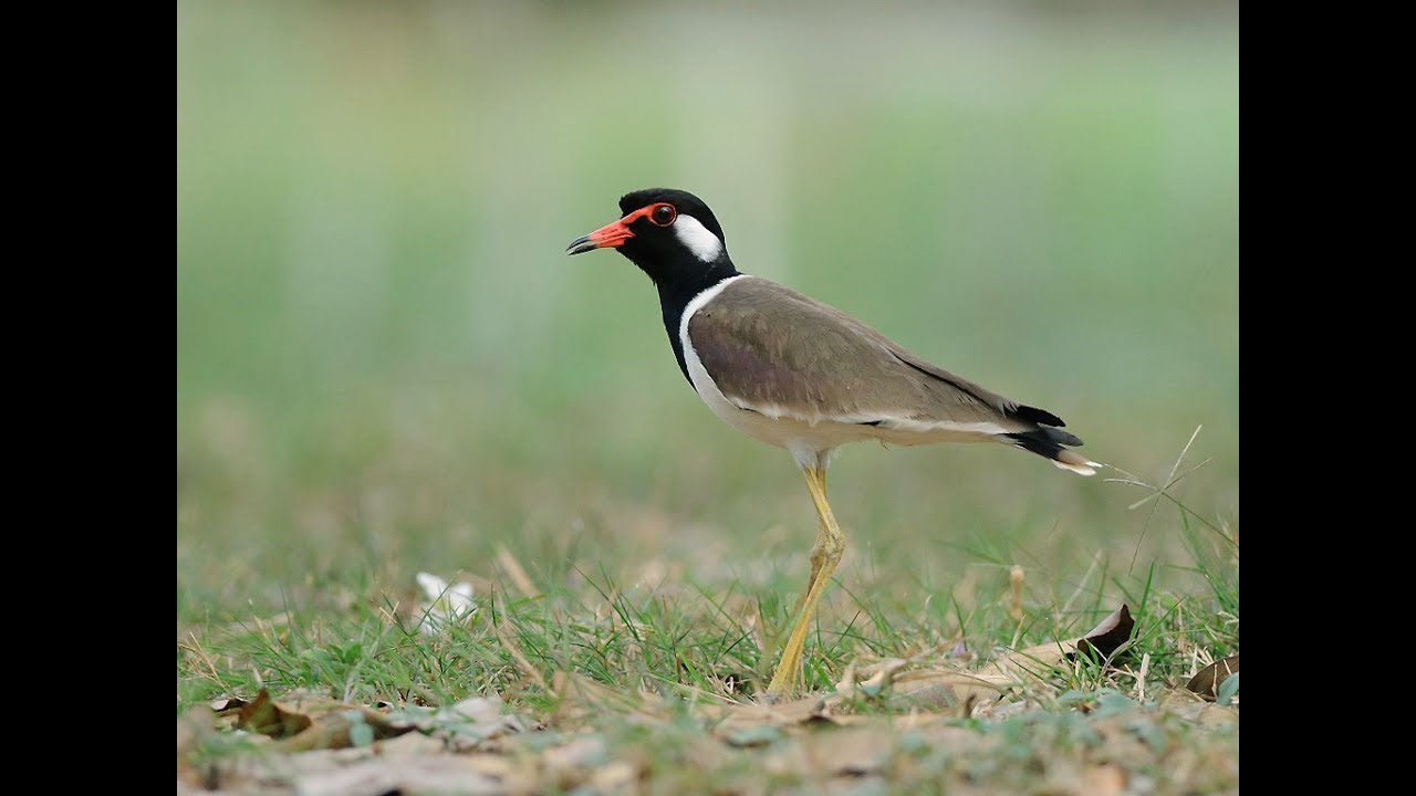 Red Wattled lapwing Hatching The Eggs |Red Wattled Angry Plover A ...