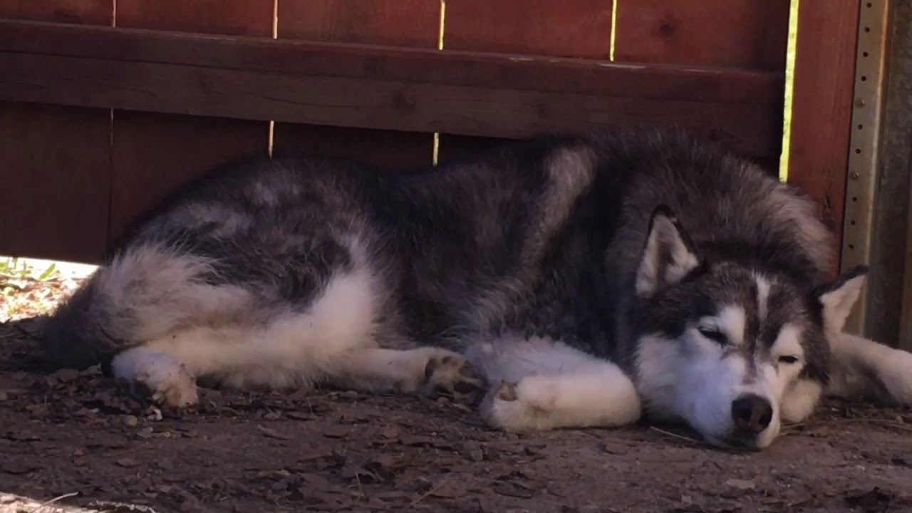 A Husky, a Bunny and a Toy Bagel - YouTube