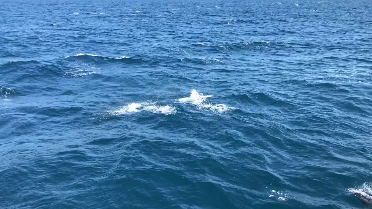 Dolphin mega-pod on ferry ride from Channel Islands to Ventura - YouTube