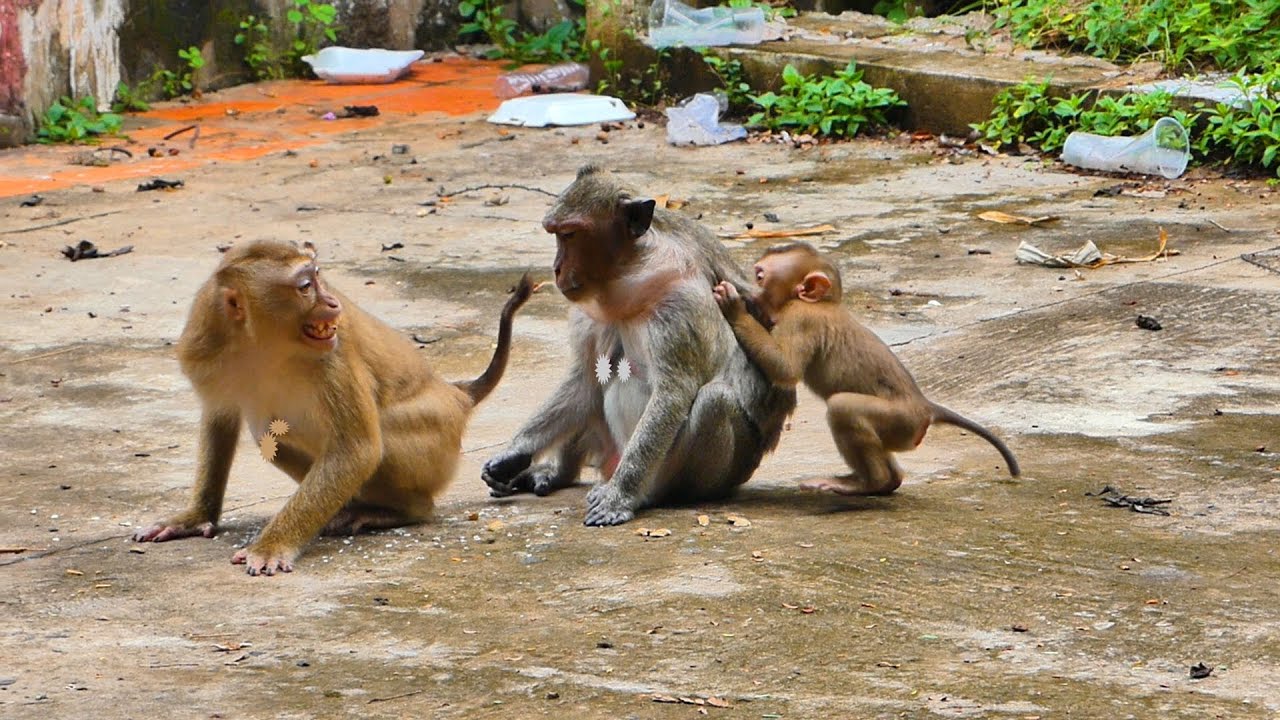 So funny...When baby monkey SARO want to play with monkey Mekala like ...