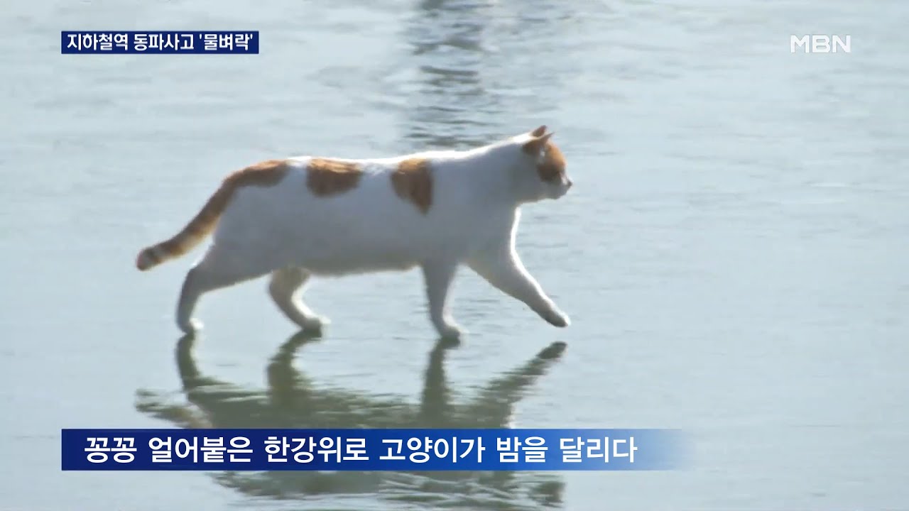 꽁꽁 얼어붙은 한강 위로 고양이가 밤을 달리다 Youtube