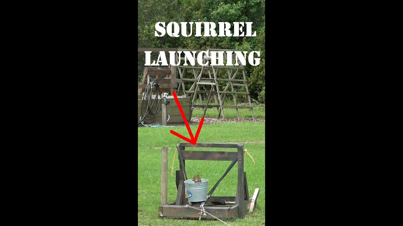 Best squirrel catapult - sacfiko