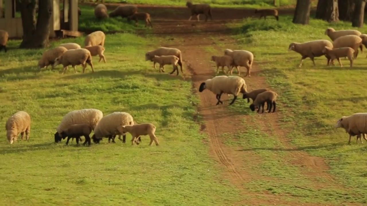 Shannon Ridge Ovis Cycle - YouTube