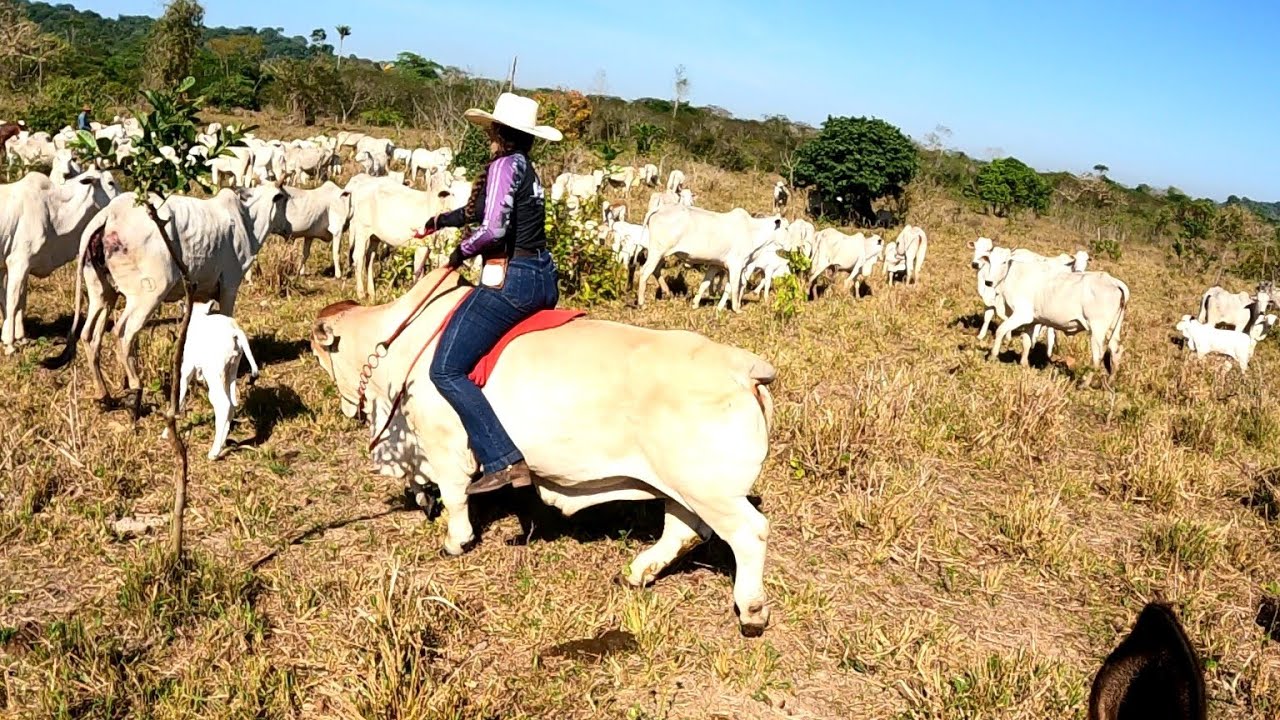 CURANDO A BEZERRADA DE MINI BOI! Na lida - YouTube