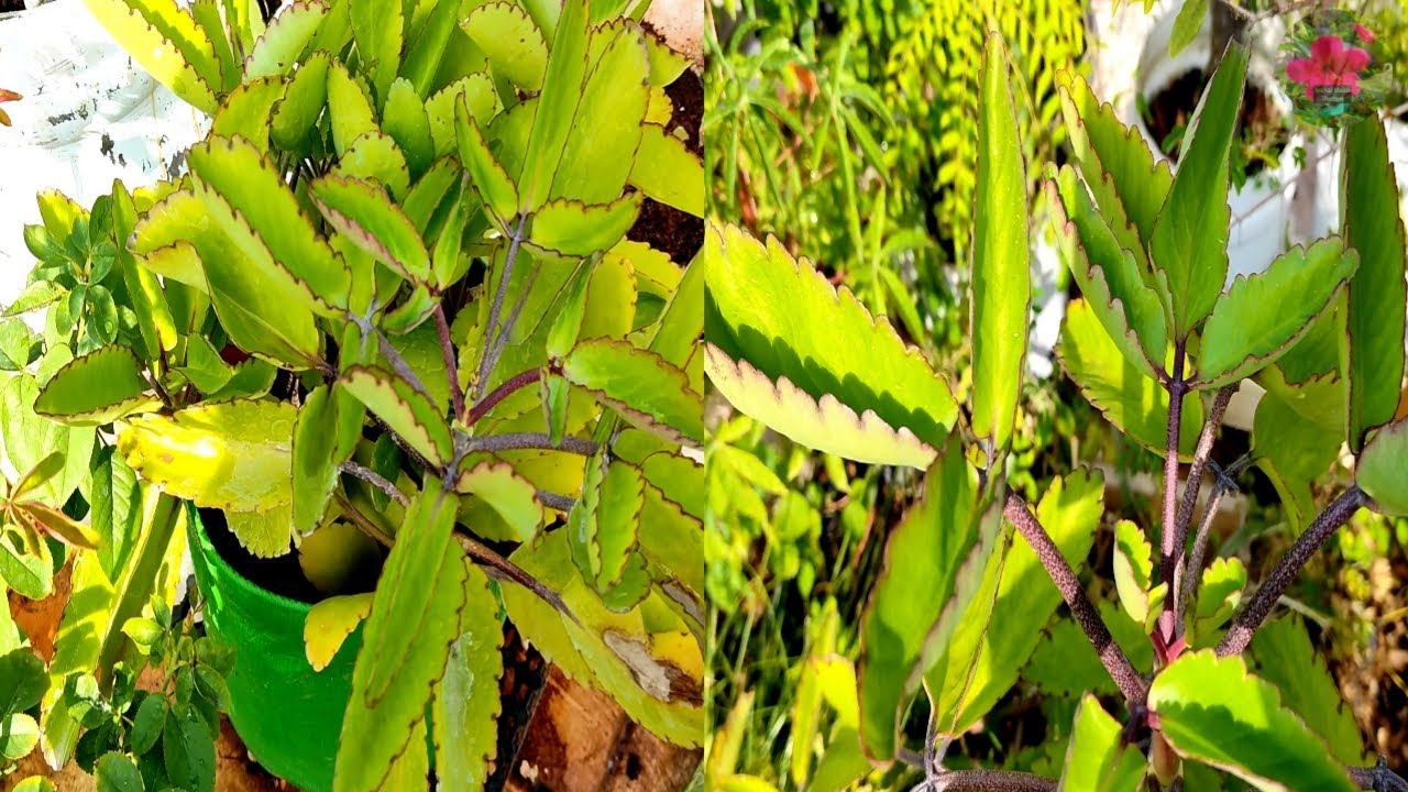 ரணகள்ளி - சிறுநீரக கற்களை கரைக்கும் மூலிகை செடி | Ranakalli Plant Uses ...