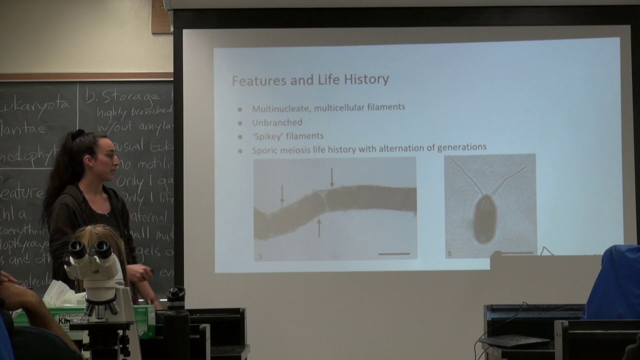 Chaetomorpha spp. - Delaney Coleman - YouTube
