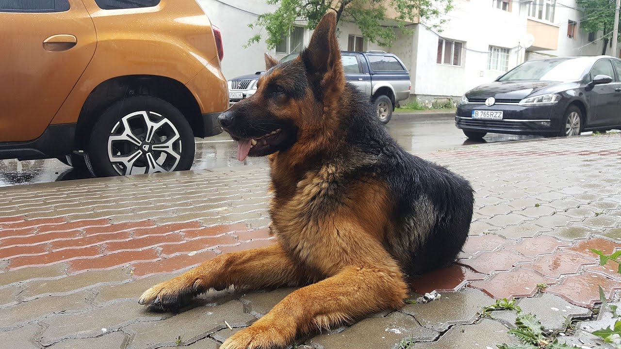 Câine Lup găsit pe stradă - YouTube