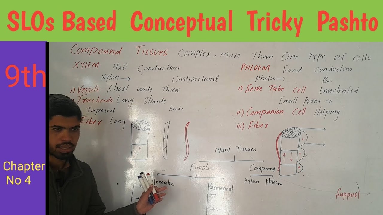 48 Structure functions and difference of xylem phloem |compound tissue ...