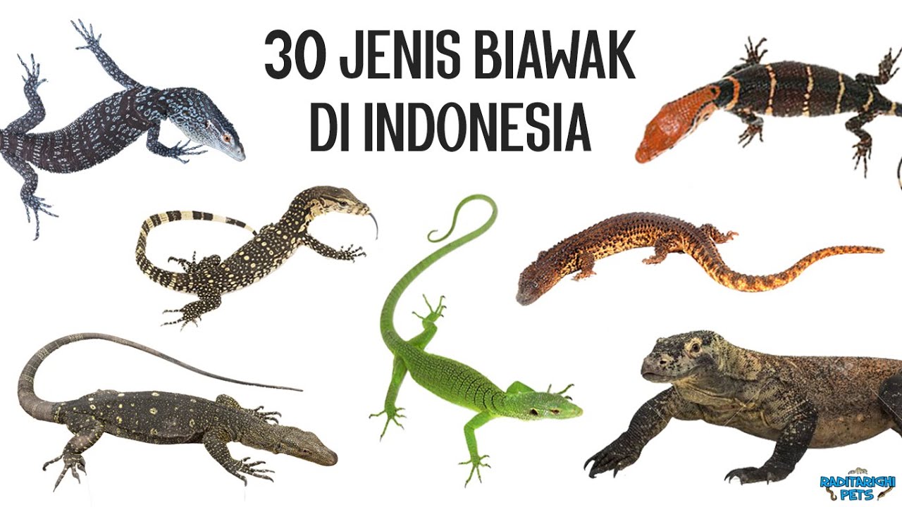 30 Jenis Biawak di Indonesia, Bonus Macam-macam Locality Salvator ...