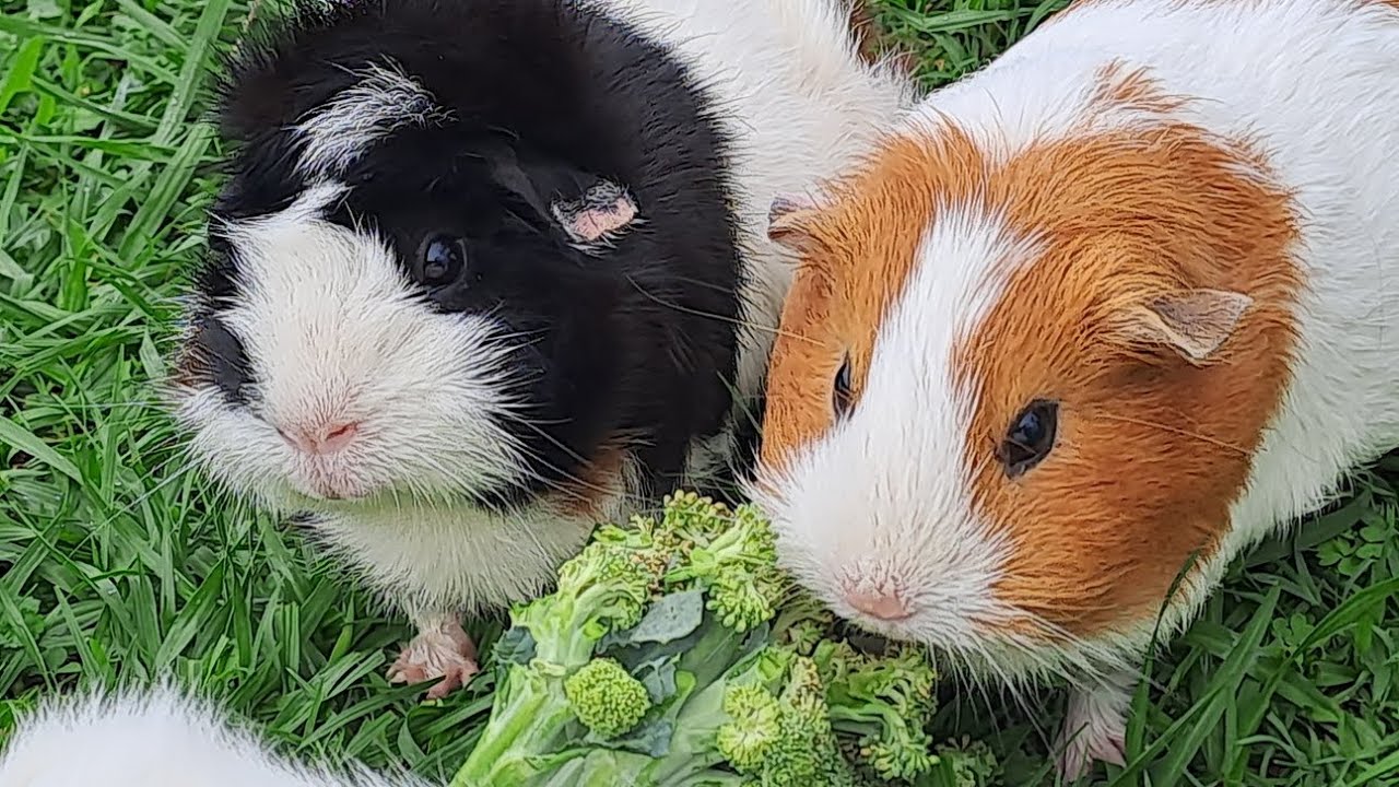 10 Guinea Pigs Try Broccoli 🥦 For Breakfast - YouTube