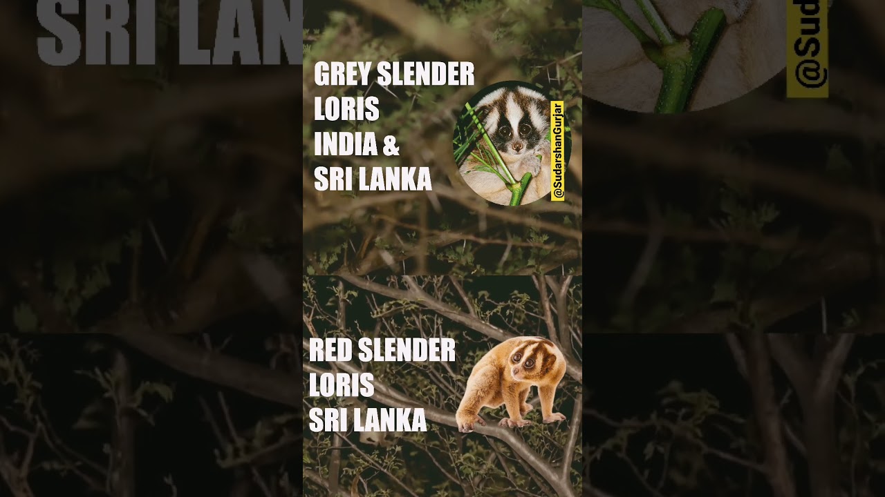 India’s first Slender Loris Sanctuary! - YouTube