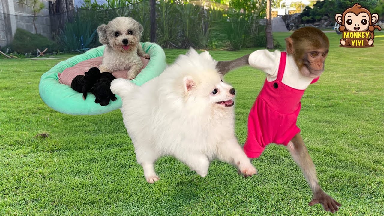 Super smart! Monkey YiYi protects baby dogs when DoDo reacts to them ...