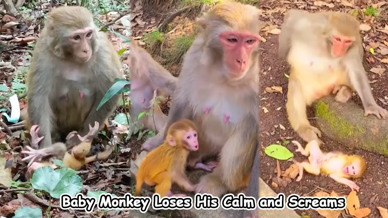 The little monkey lost his temper and screamed loudly. Baby monkeys are ...