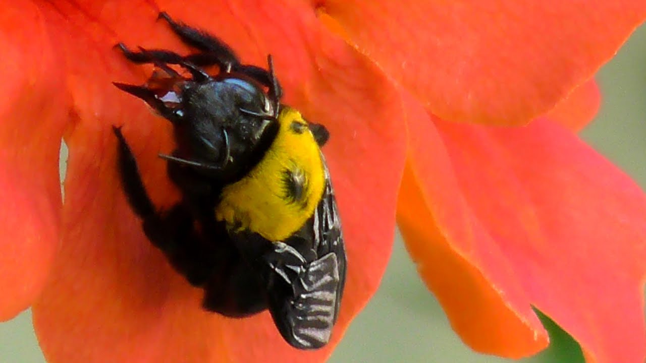 ГРЕЦИЯ КРАСИВЫЙ ЖУК И ПЧЕЛЫ. GREECE BEETLE BEES. - YouTube