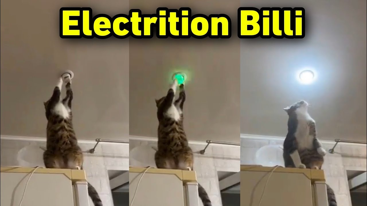 Bulb Theek Karti Huyi Dekhi Gayi Billi, Dekh Kar Sabhi Hairan ...