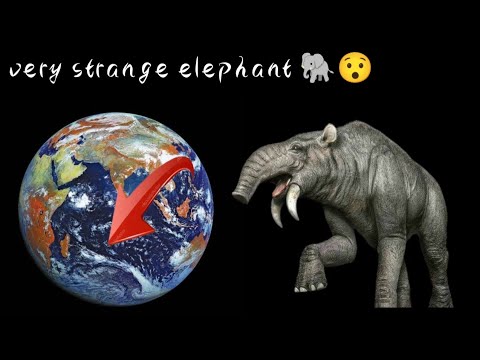 🤯 found a very strange elephant 🐘😳🤯on Google maps and Google Earth 🌎# ...