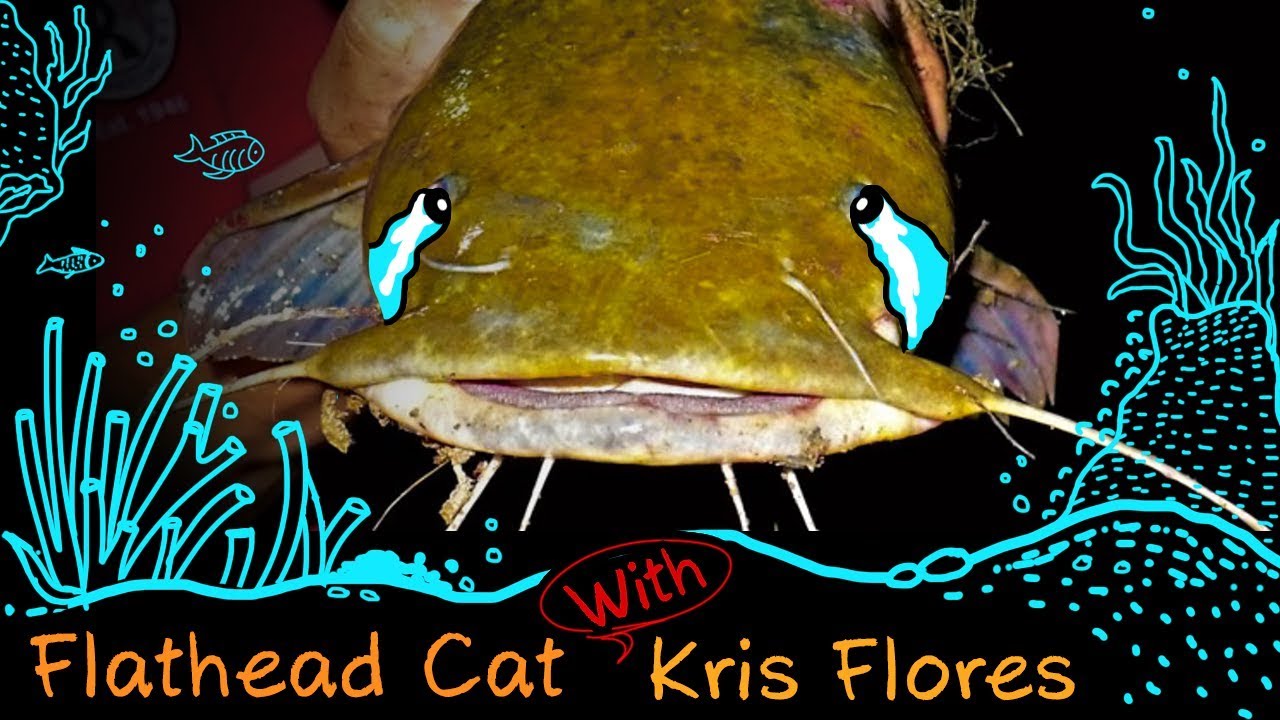 Fall Flathead Catfish on Honor XT with Muddy River Catfishing - YouTube