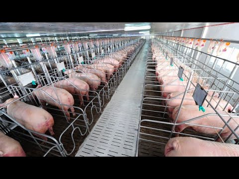 Large scale pig farming - YouTube