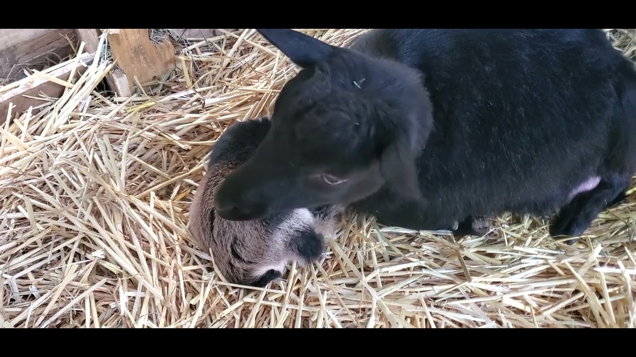 The baby goat - YouTube