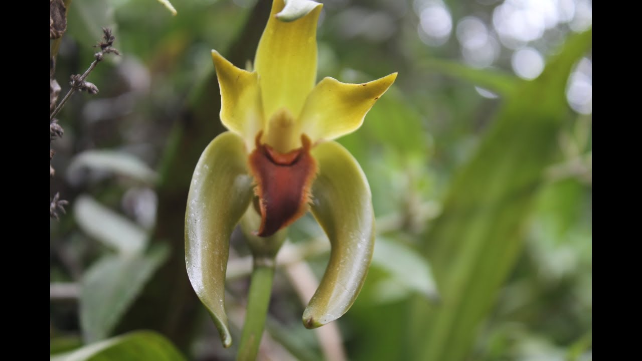 Orquidea Ida grandis in situ, cultivo y cuidados - YouTube