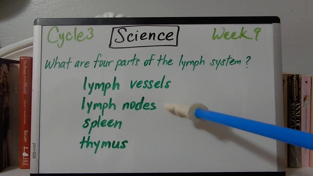CC Cycle 3 Week 9 Science - YouTube