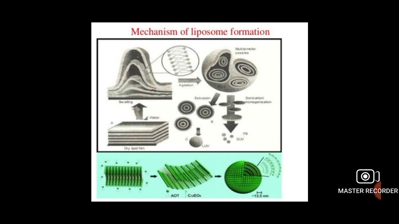 Mechanism of liposome formation - YouTube