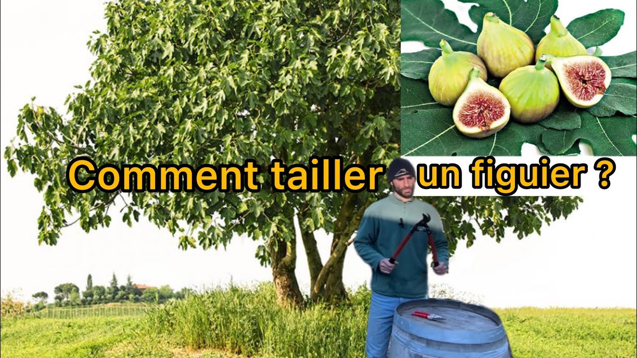 Comment tailler un figuier ? - YouTube