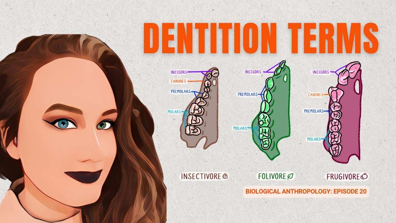 DR H EXPLAINS: Dentition Terms - YouTube